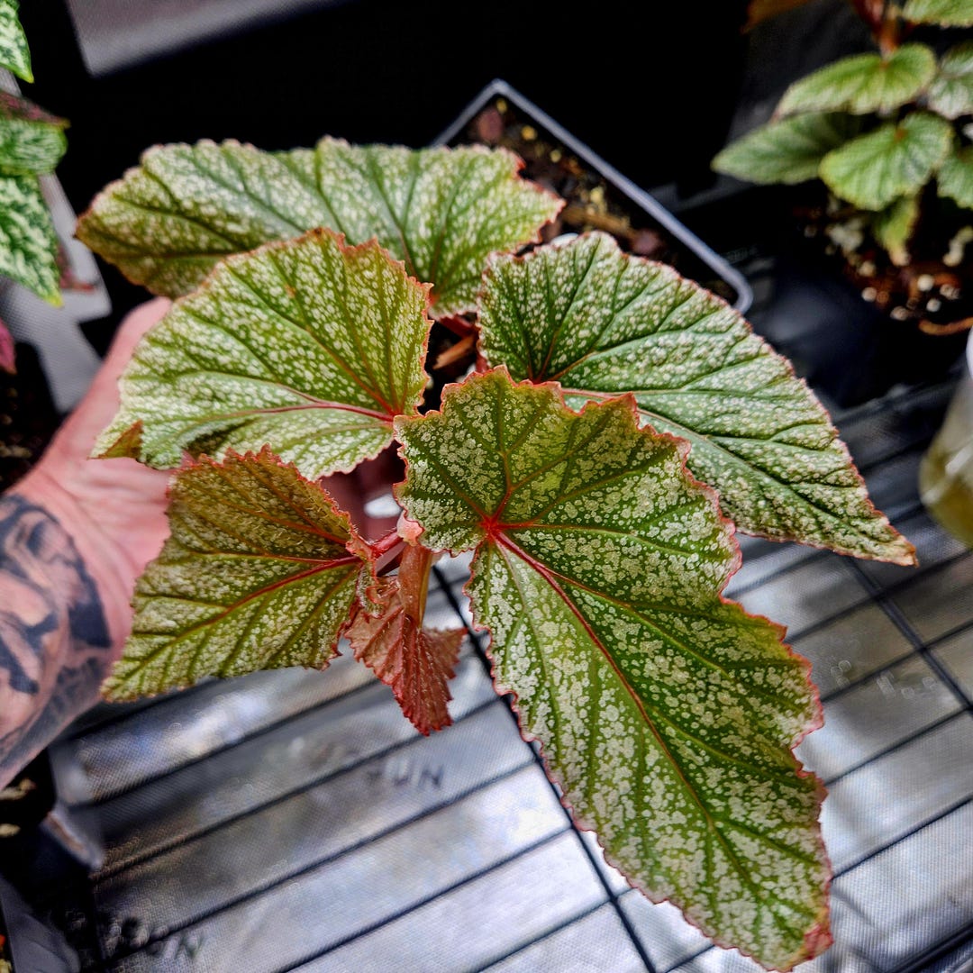 Begonia White Ice Angel Wing in 4 Pot. - Etsy