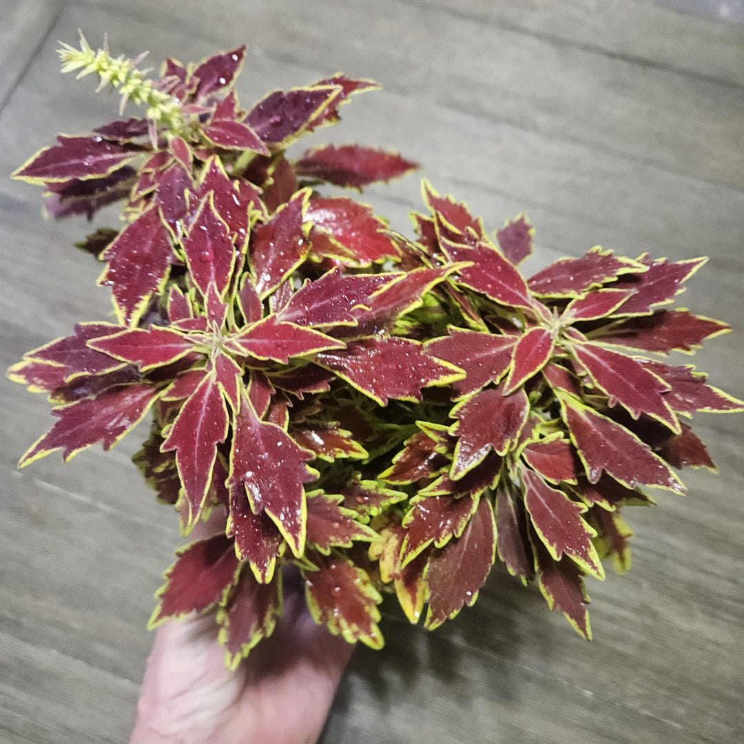 Coleus Flamethrower Serrano in 4" Pot. - Etsy