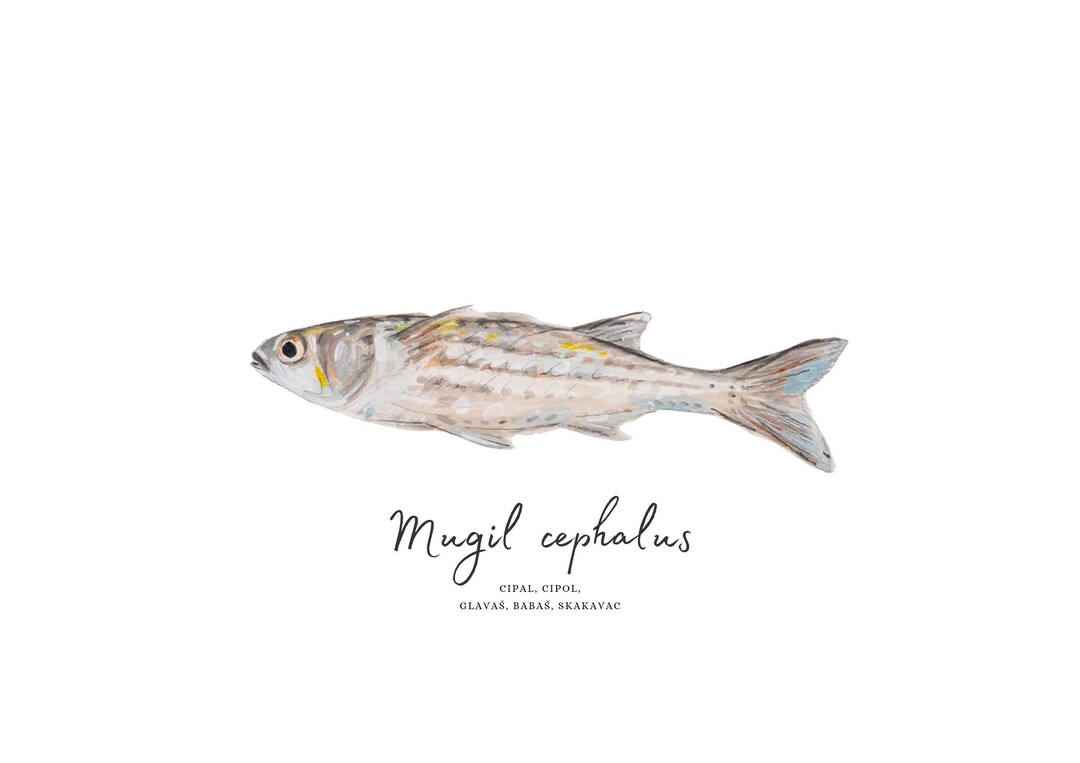 Fish Mullet, Print on Canvas - Etsy