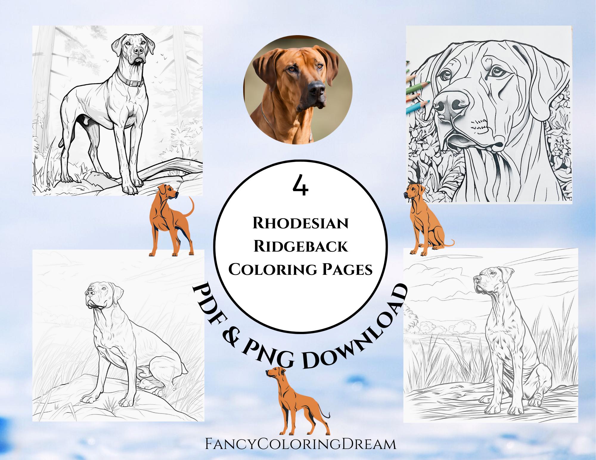4 Rhodesian Ridgeback Coloring Pages for Kids and Adults.stress Relief ...
