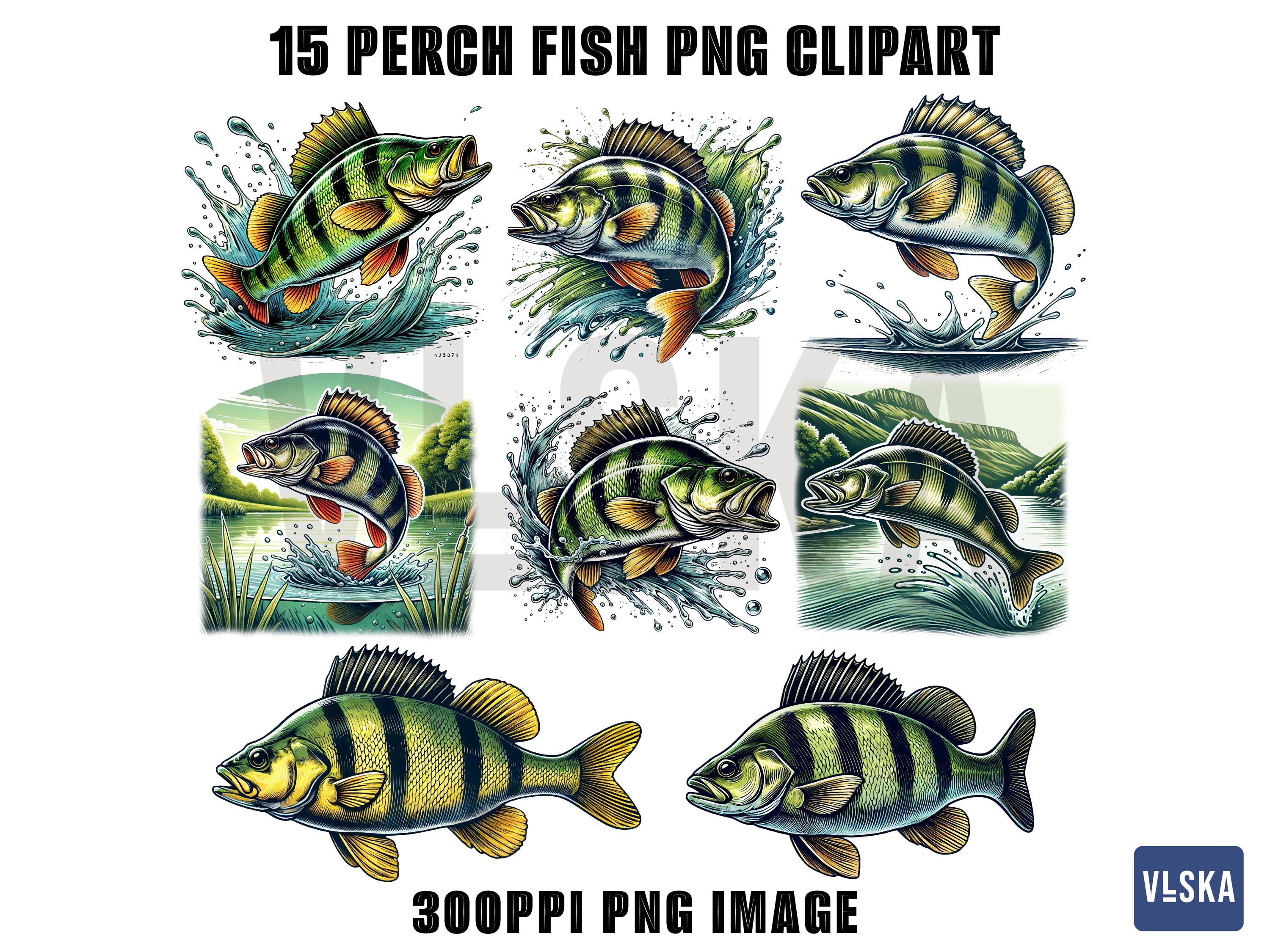 Perch Fish PNG Clipart Bundle | Perch Fishing PNG, Digital Graphic ...