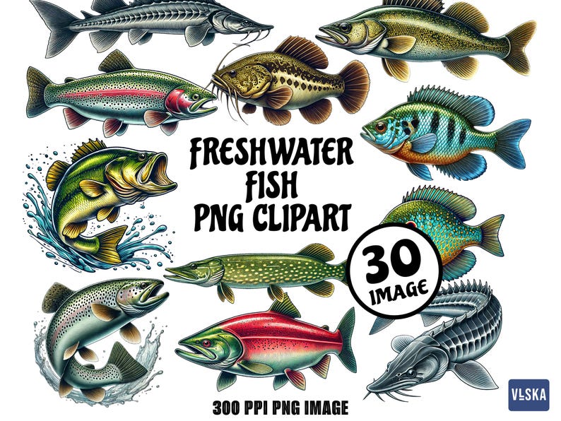 Freshwater Fish PNG Clipart Bundle for T-shirt, Sticker, Wall Art ...