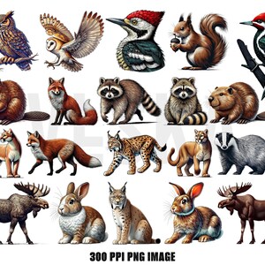 Woodland Animals PNG Clipart Bundle | Forest Creatures for T-shirt ...