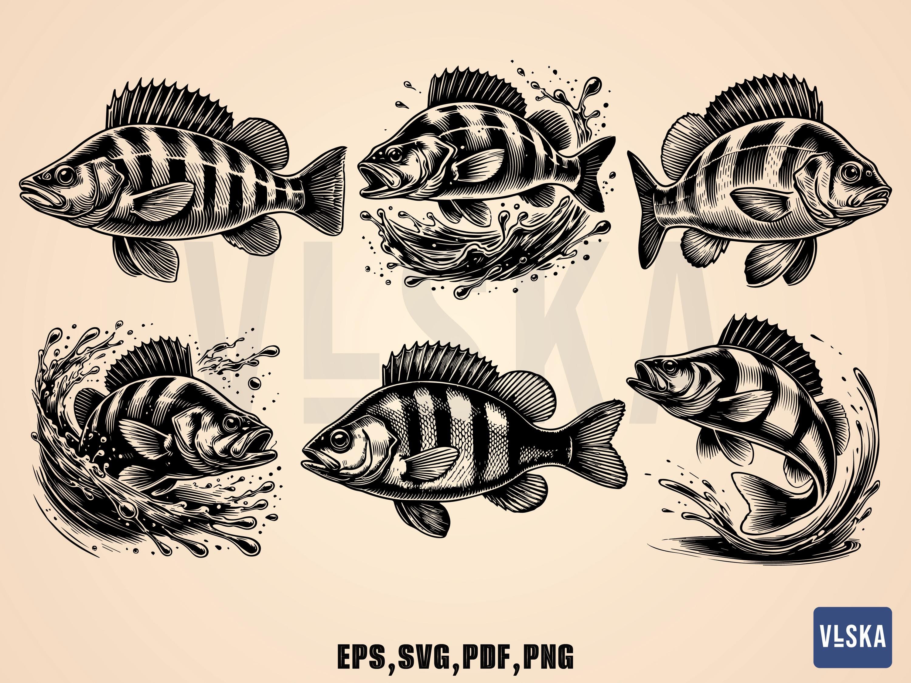 Perch Fish Vector SVG Bundle | Perch Fishing SVG | Fishing SVG ...