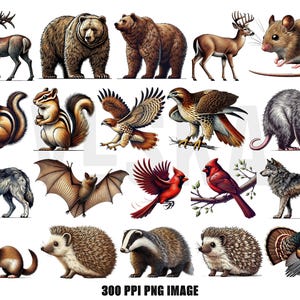 Woodland Animals PNG Clipart Bundle | Forest Creatures for T-shirt ...
