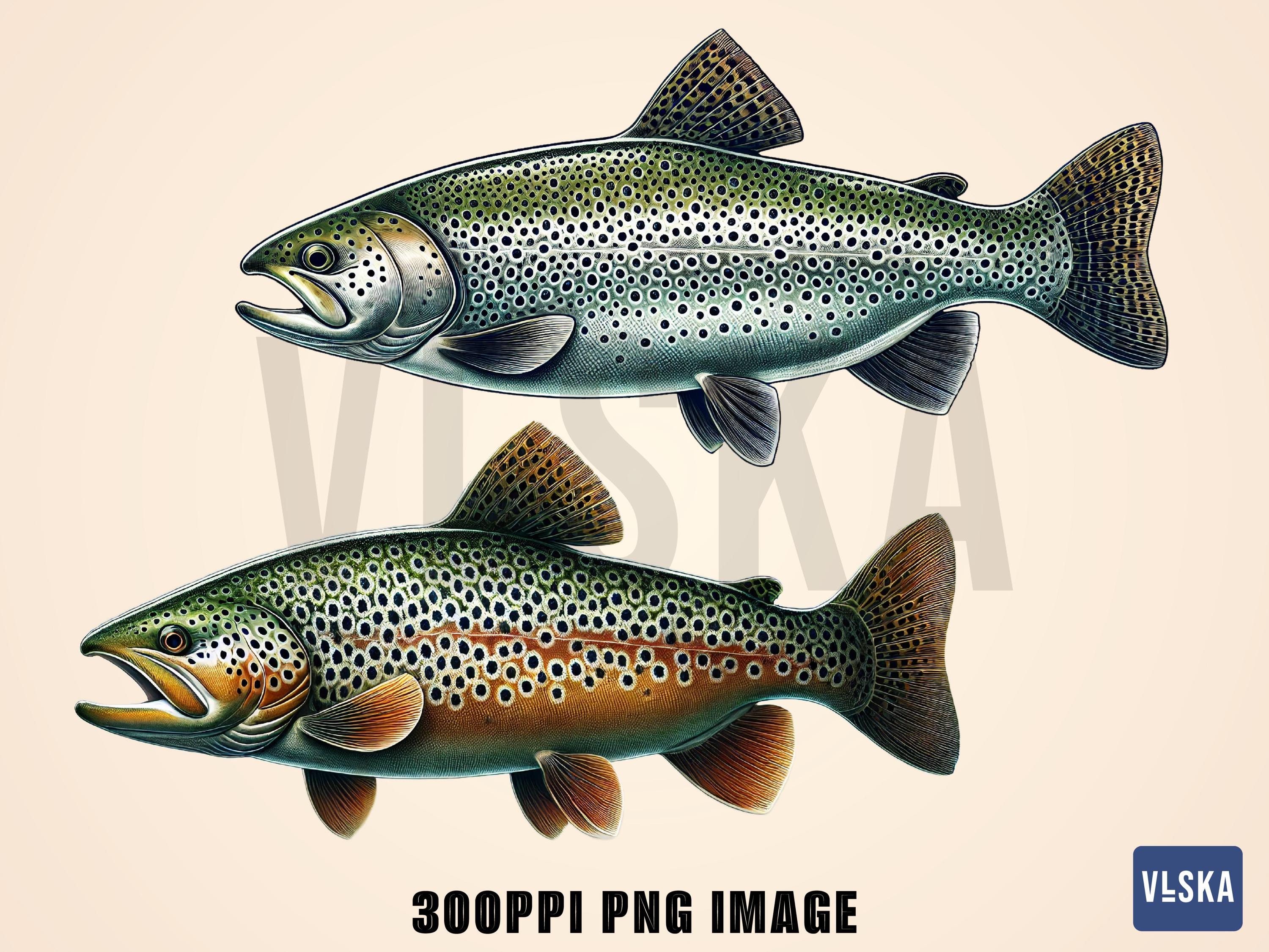 Trout Fish PNG Clipart Bundle | Trout Fishing PNG, Digital Graphic ...