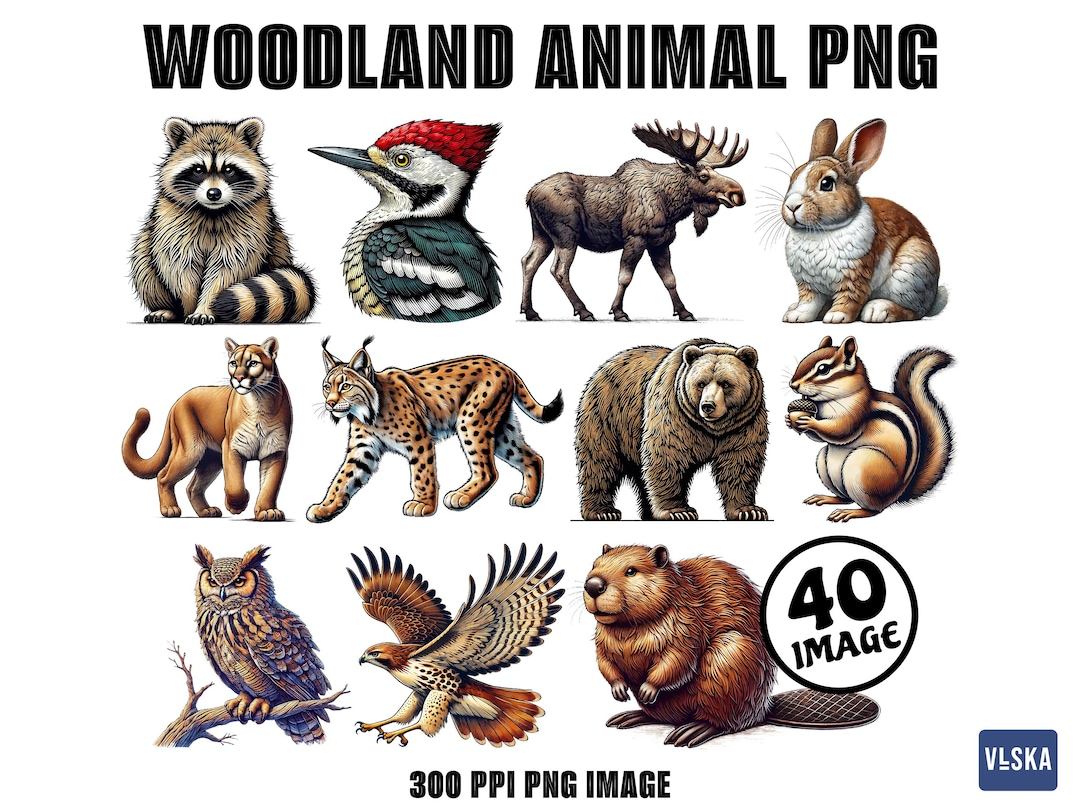 Woodland Animals PNG Clipart Bundle | Forest Creatures for T-shirt ...
