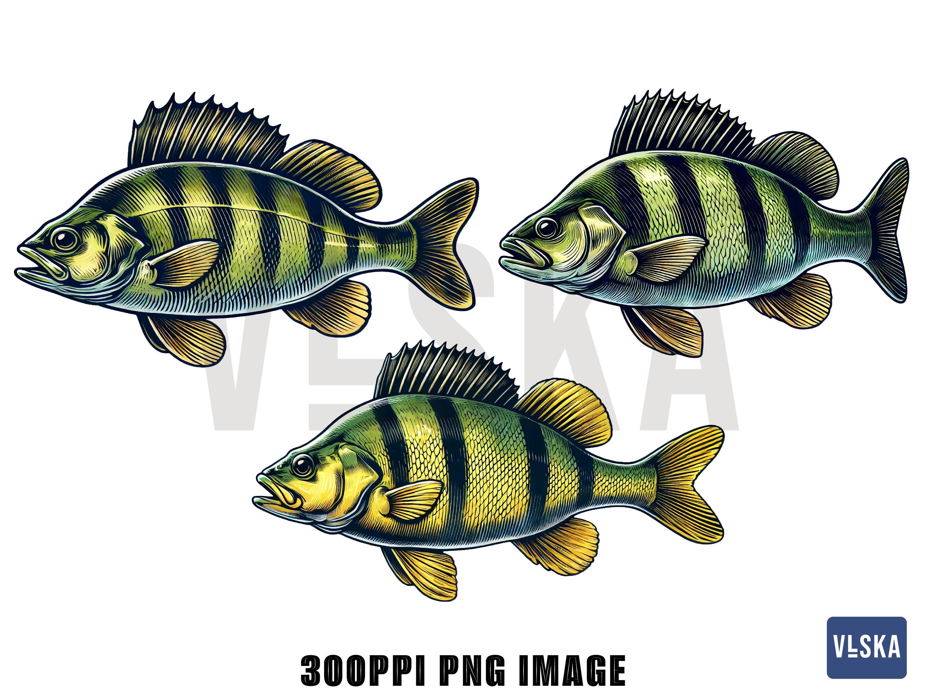 Perch Fish PNG Clipart Bundle | Perch Fishing PNG, Digital Graphic ...