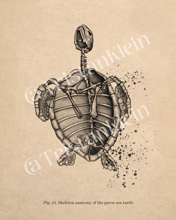 Turtle Bones Anatomy Turtle Skull | Atlas Of Comparative Vertebrate