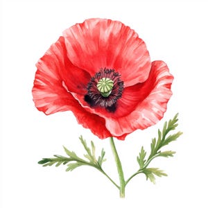 Printable Red Poppy Art, Watercolor Red Poppy, Poppies Botanical Art ...