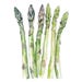 10 Printable Asparagus Art, Watercolor Asparagus, Asparagus Print ...