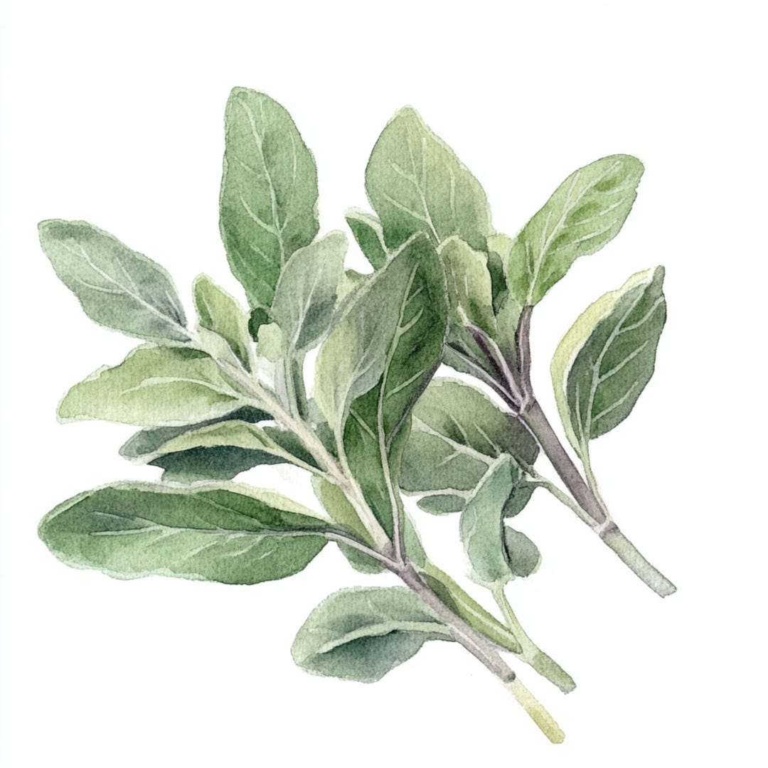 10 Printable Sage Herb, Watercolor Images, Sage Clip Art, Printable ...