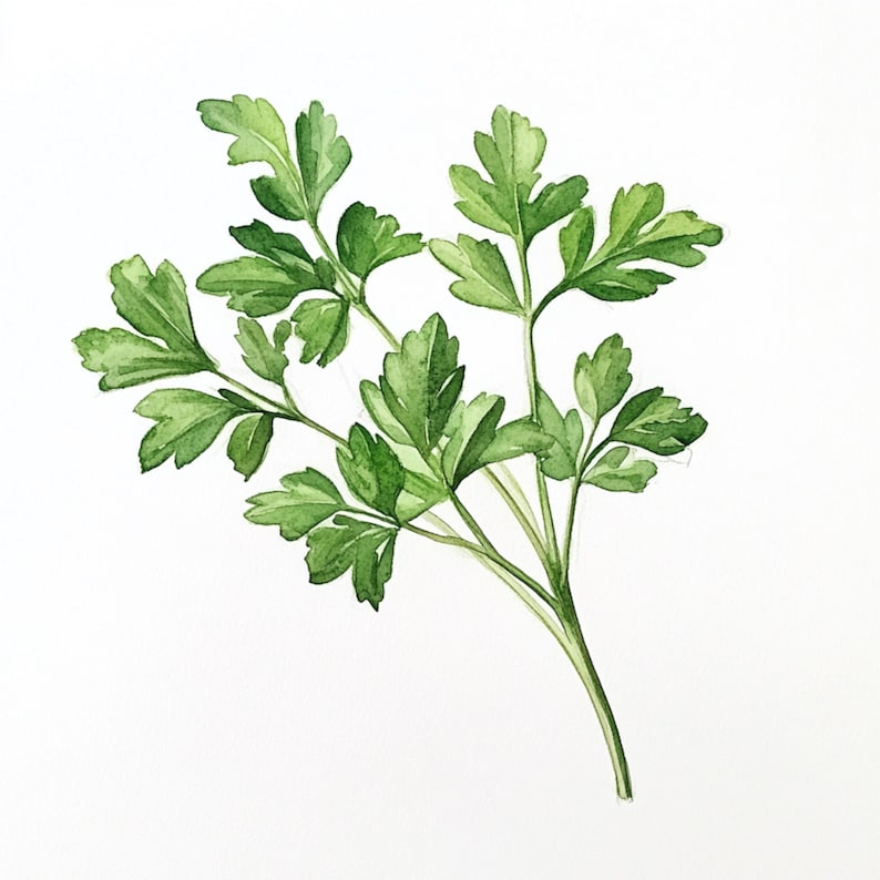 Printable Parsley Art, Watercolor Parsley, Healthy Food Art Decor, 10 ...