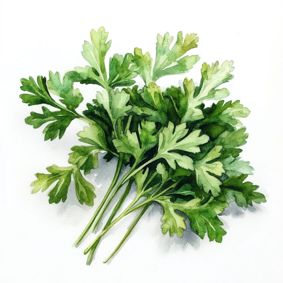 Printable Parsley Art, Watercolor Parsley, Healthy Food Art Decor, 10 ...