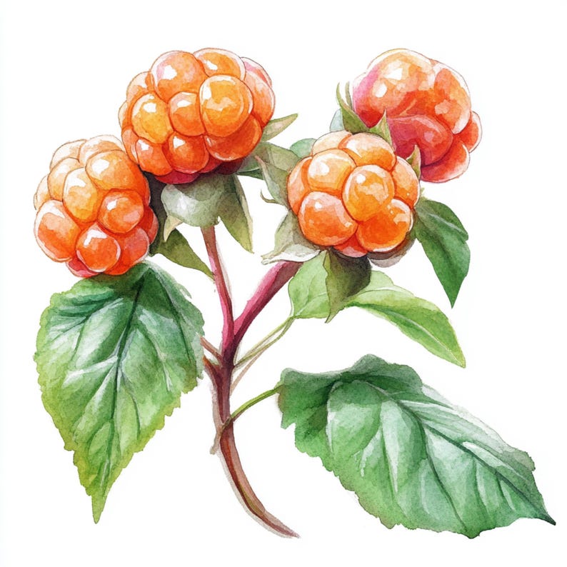 Printable Cloudberry Decor, Watercolor Cloudberry , Cloudberry Art ...
