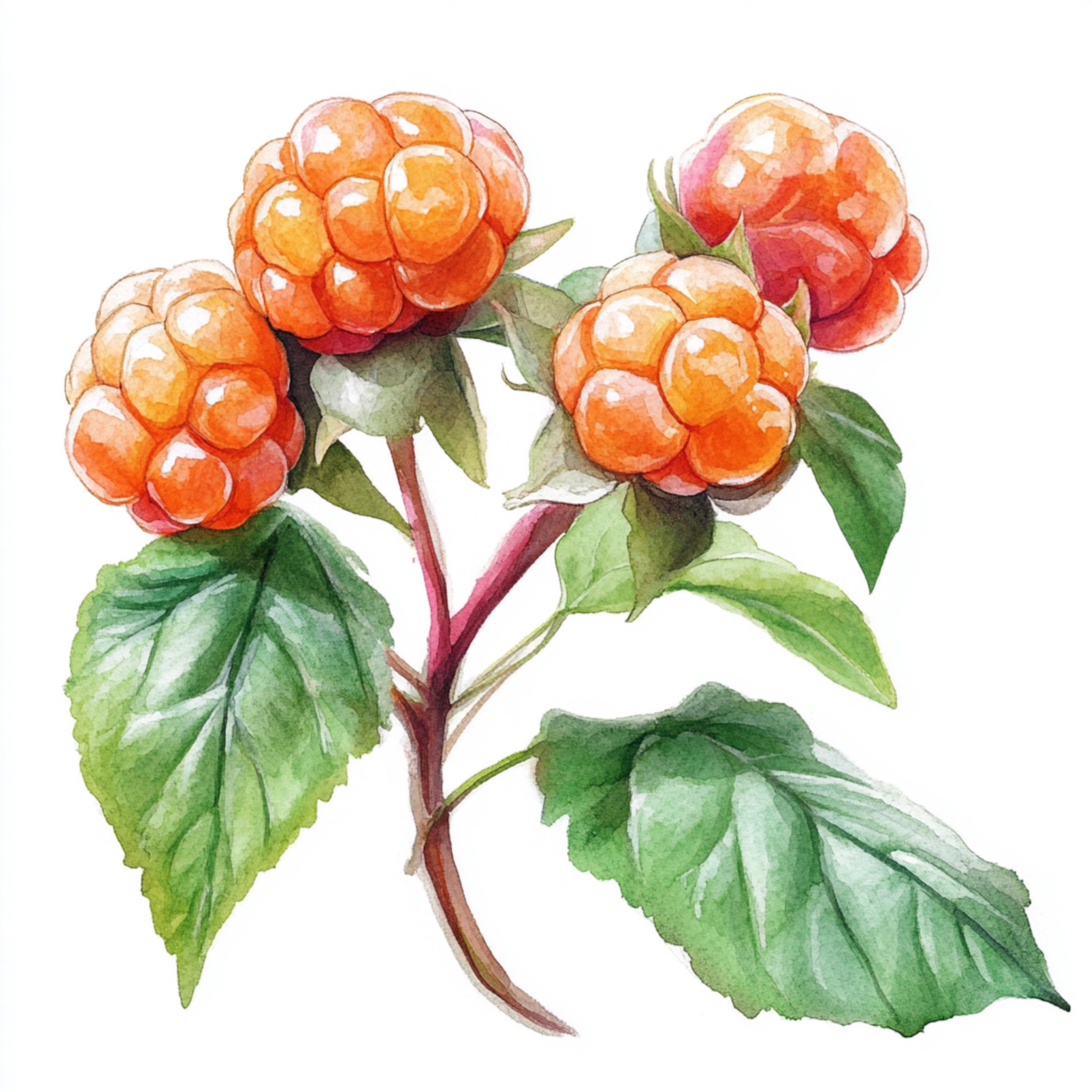 Printable Cloudberry Decor, Watercolor Cloudberry , Cloudberry Art, Clip Art, Printable JPG ...