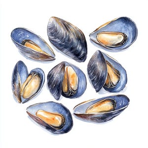 10 Printable Mussels Clipart, Seashell Watercolor, Nautical Clipart ...