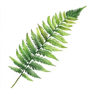 Printable Fern Leaf Decor, Watercolor Images, Fern Botanical Art, Clip ...
