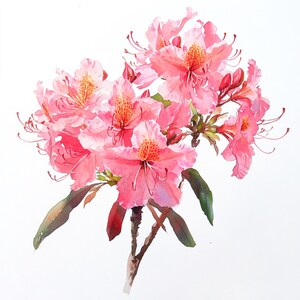 10 Printable Azaleas Watercolor, Pink Rhododendron, Watercolor Pink ...