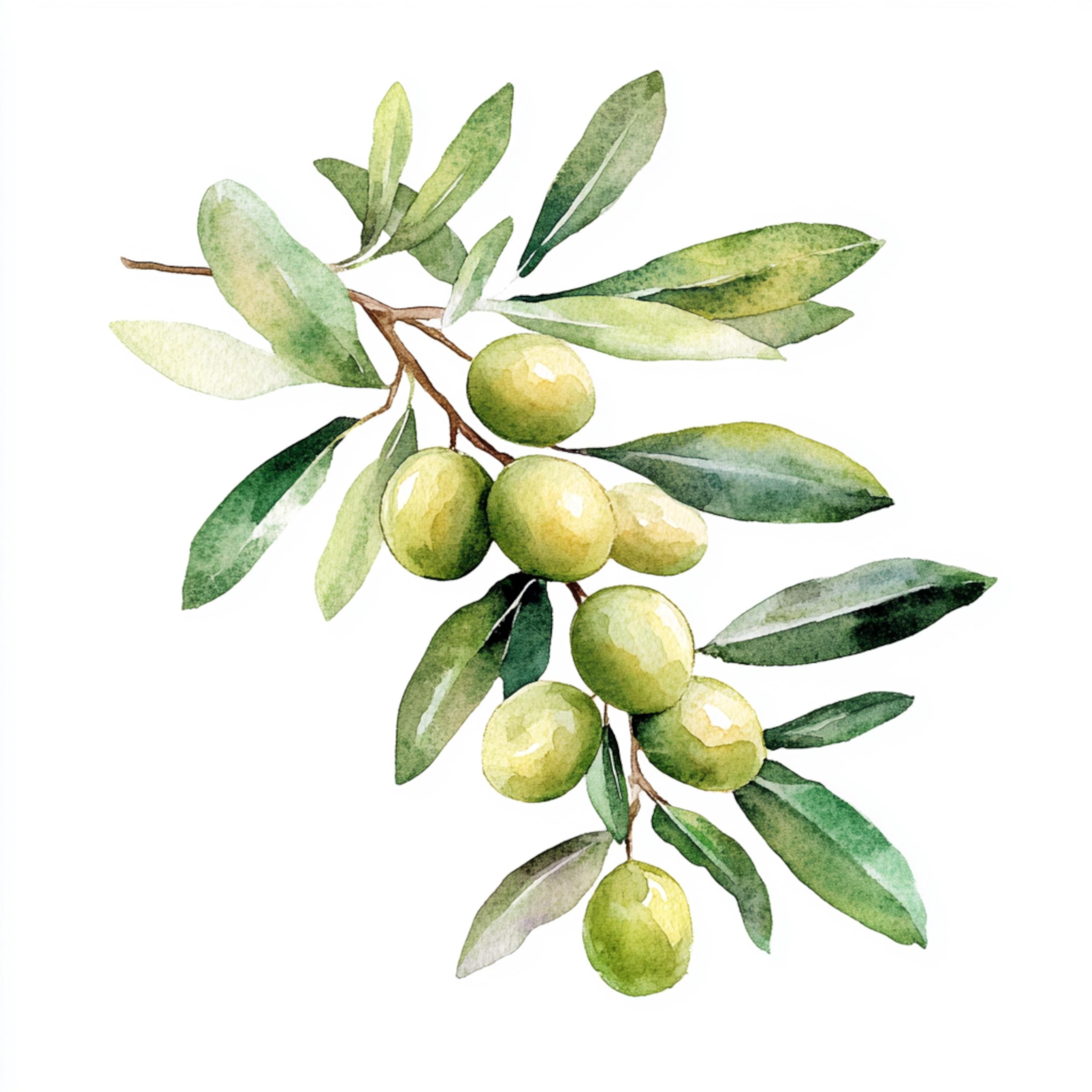 10 Printable Olives Branches, Watercolor Geen Olives, Mediterranean ...