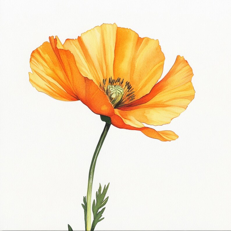 Printable California Poppy Decor, Watercolor Images, Orange Poppies ...