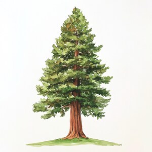 10 Printable Sequoia Tree, Watercolor Tree, Sequoia Tree Art, Green ...
