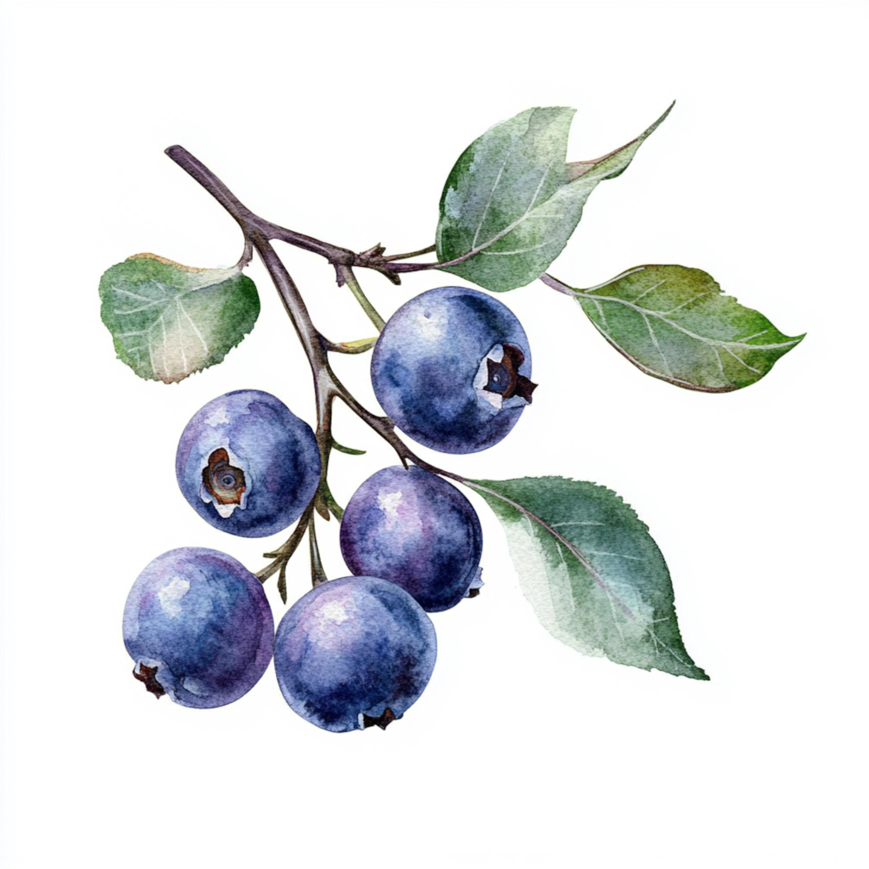Printable Blueberry Decor, Watercolor Blueberry, Blueberry Art, 10 Clip ...