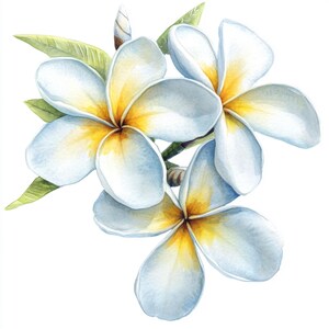 10 Printable White Frangipani Art, Watercolor Images, Frangipani ...