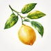 10 Printable Lemon Decor, Watercolor Images, Lemon Botanical Clipart ...