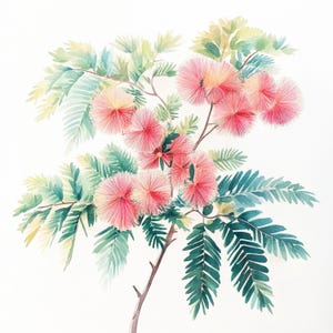 10 Printable Mimosa Tree, Watercolor Blossom Mimosa, Persian Silk Tree ...