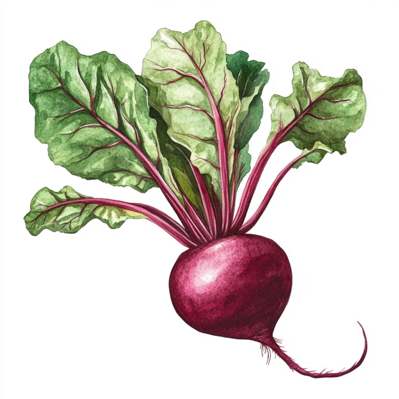 10 Printable Beet Decor, Watercolor Images, Beet Root Clip Art ...