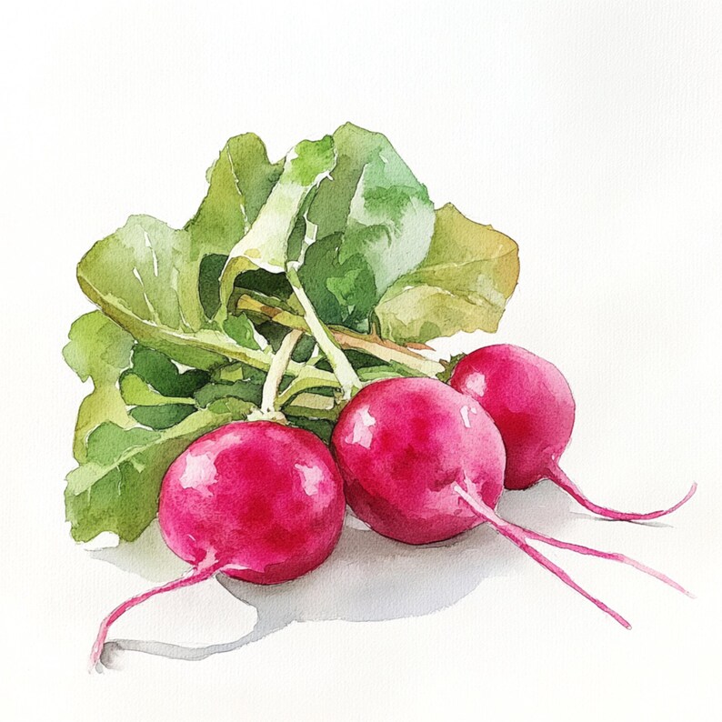 10 Printable Redish Art, Watercolor Redishes, Redish Print, Vegetable ...