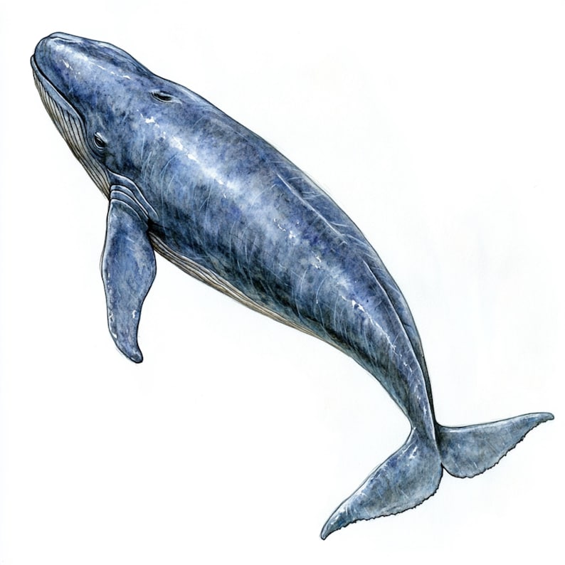 10 Printable Blue Whale Clipart, Whale Watercolor, Nautical Clip Art ...
