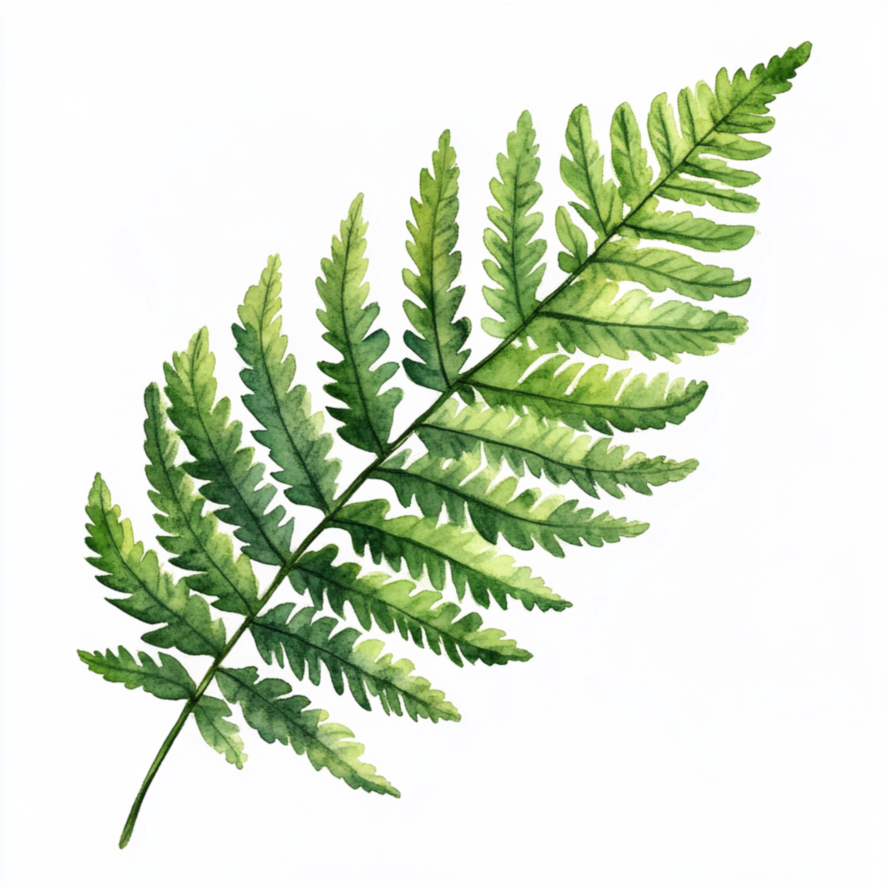 Printable Fern Leaf Decor, Watercolor Images, Fern Botanical Art, Clip ...