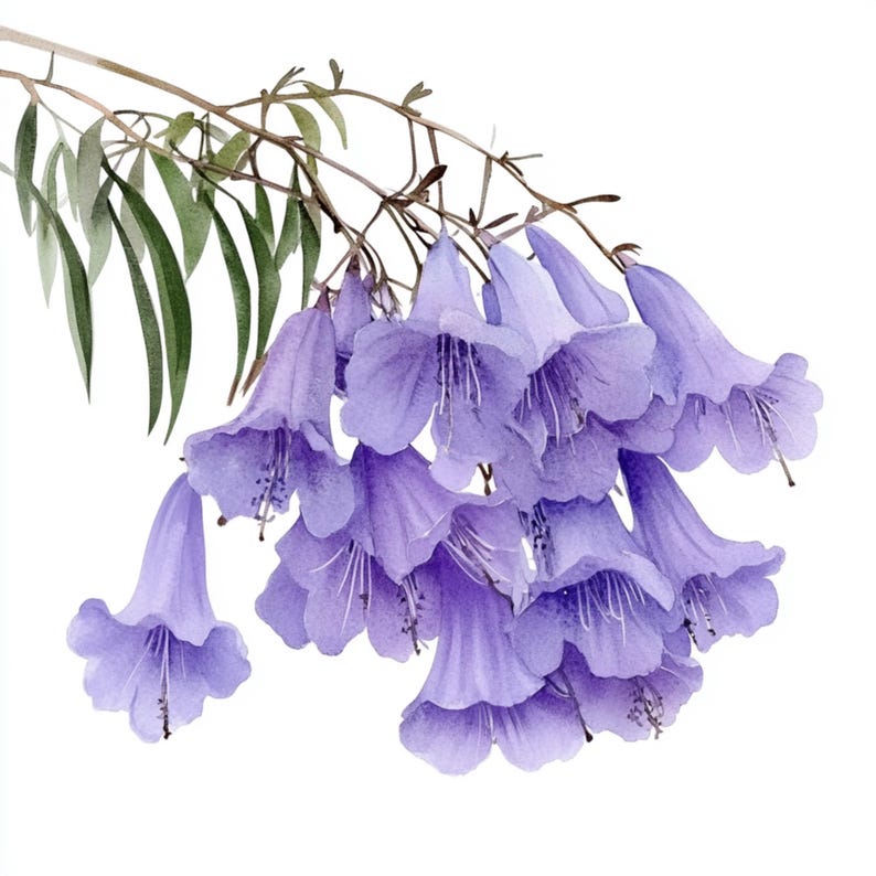 10 Printable Jacaranda, Purple Jacaranda Flower, Watercolor Clipart ...