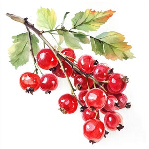 10 Printable Currants Decor, Watercolor Currants Branch, Currants Art ...