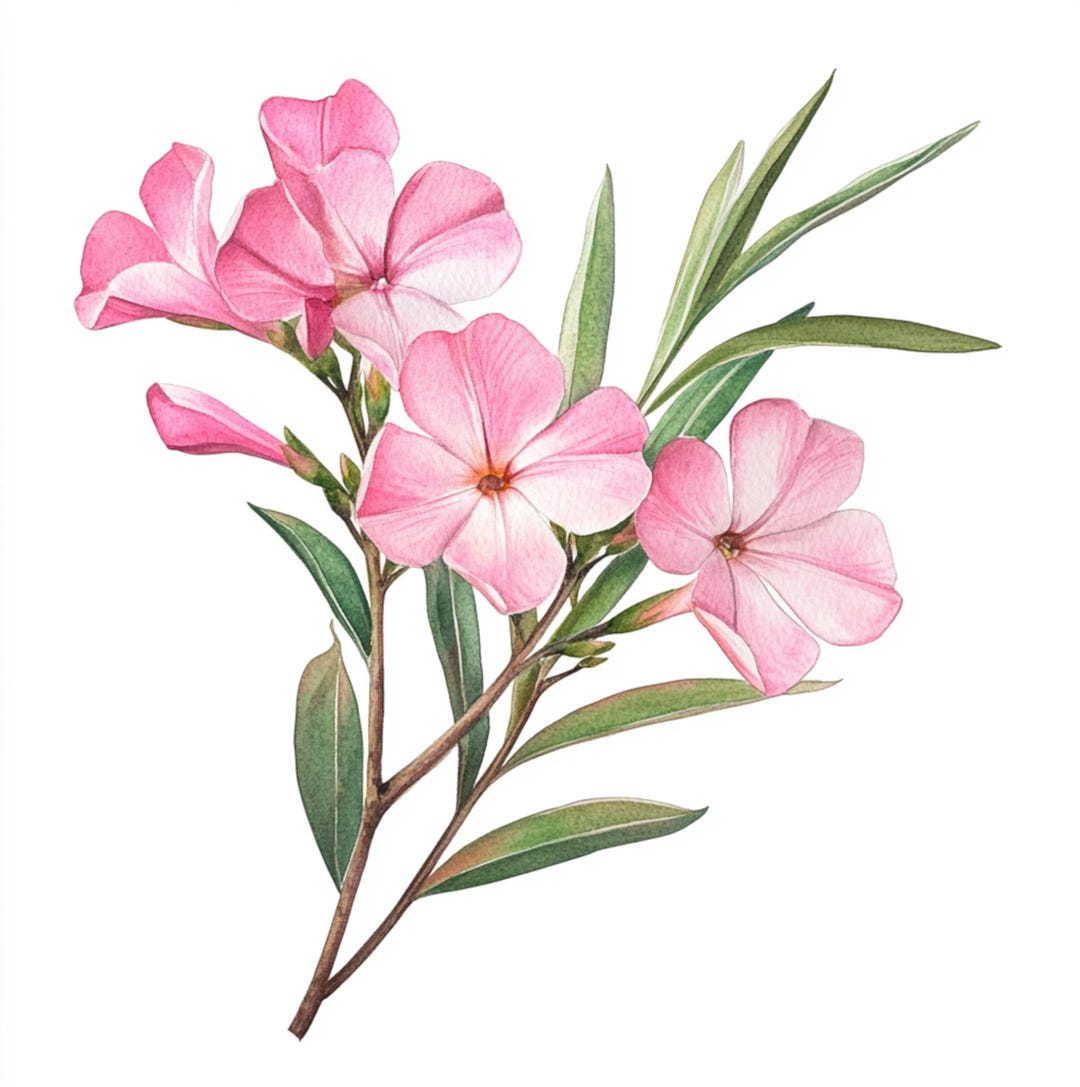 10 Printable Oleander, Pink Flower, Oleander Gift Art, Watercolor ...