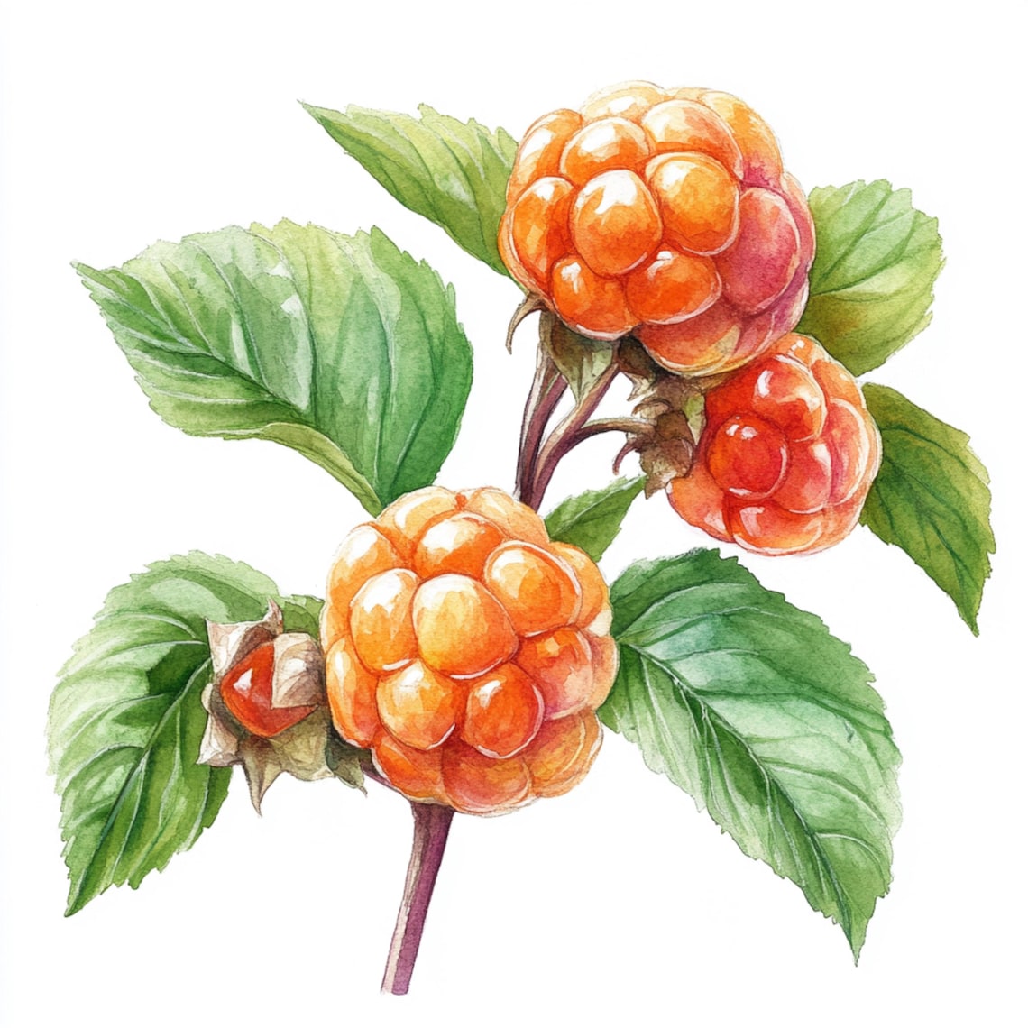 Printable Cloudberry Decor, Watercolor Cloudberry , Cloudberry Art, Clip Art, Printable JPG ...