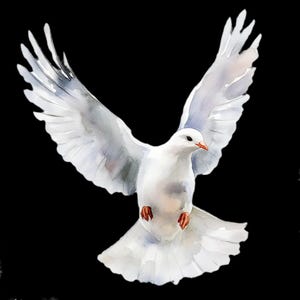 10 Printable White Dove, Peace Dove, Transparent Backgroung Clipart ...