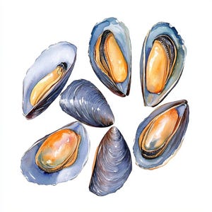 10 Printable Mussels Clipart, Seashell Watercolor, Nautical Clipart ...