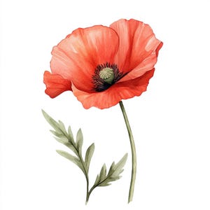 Printable Red Poppy Art, Watercolor Red Poppy, Poppies Botanical Art ...