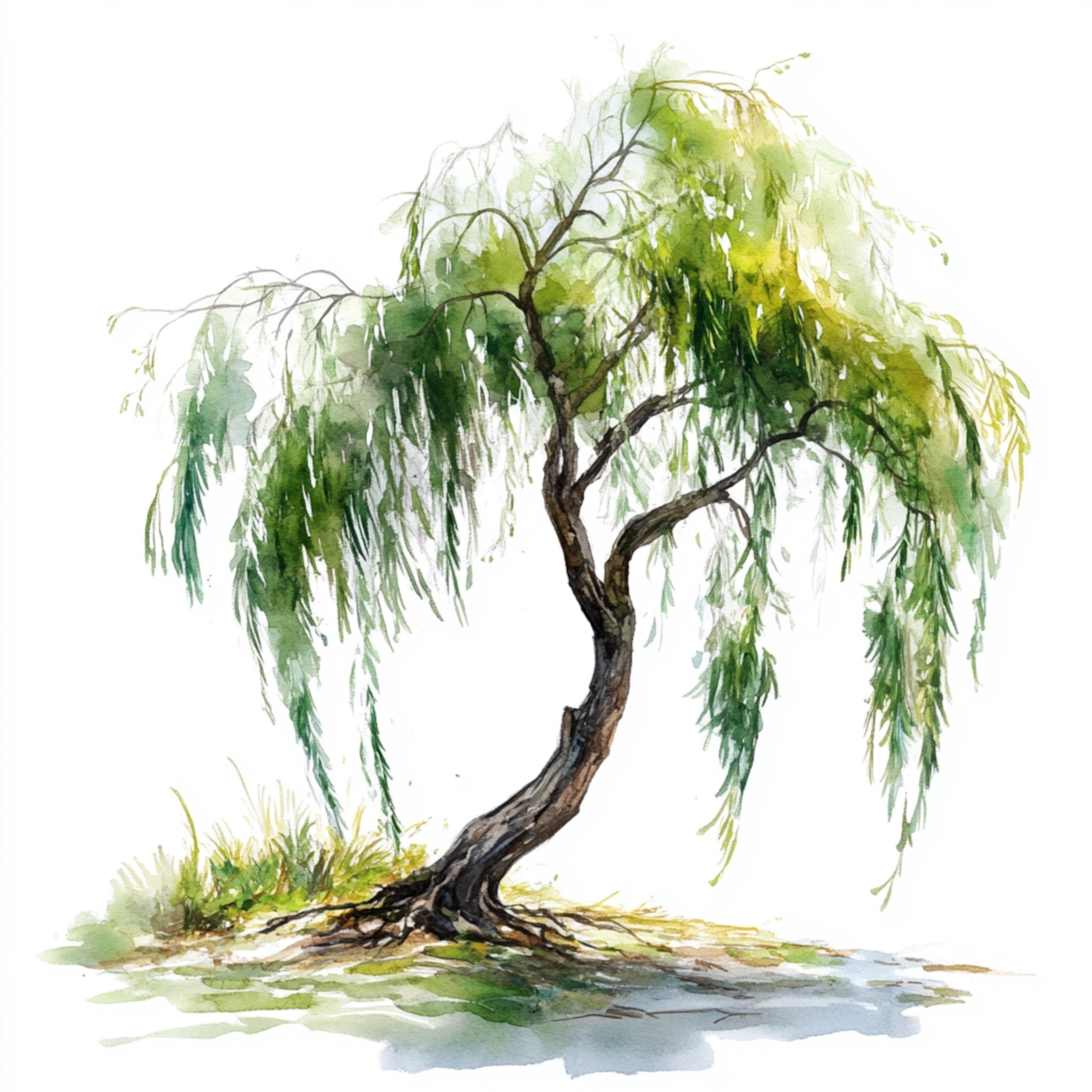 Printable Willow Tree, Watercolor Willow, 10 Images, Willow Botanical ...