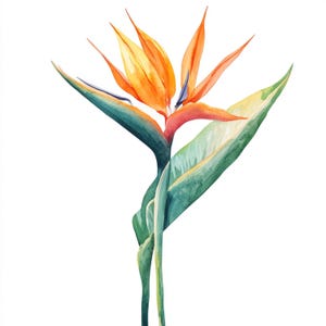 10 Printable Strelitzia, Orange Flower, Bird of Paradise Flower Gift ...