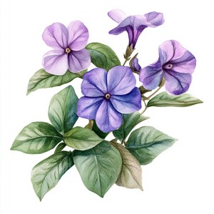 10 Printable Vinca, Watercolor Flowers, Purple Vinca Botanical Clip Art ...