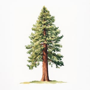 10 Printable Sequoia Tree, Watercolor Tree, Sequoia Tree Art, Green ...