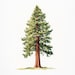 10 Printable Sequoia Tree, Watercolor Tree, Sequoia Tree Art, Green ...