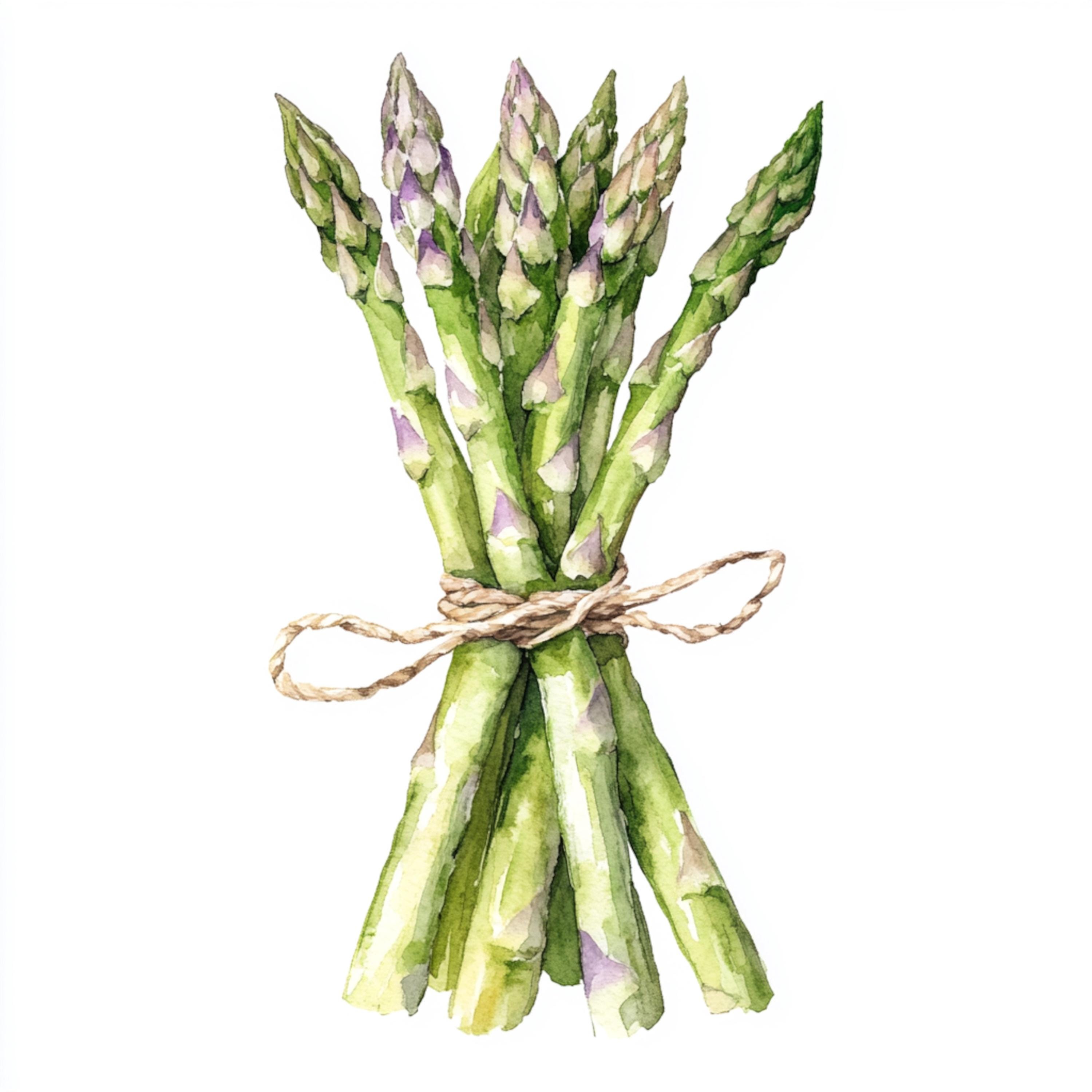 10 Printable Asparagus Art, Watercolor Asparagus, Asparagus Print ...