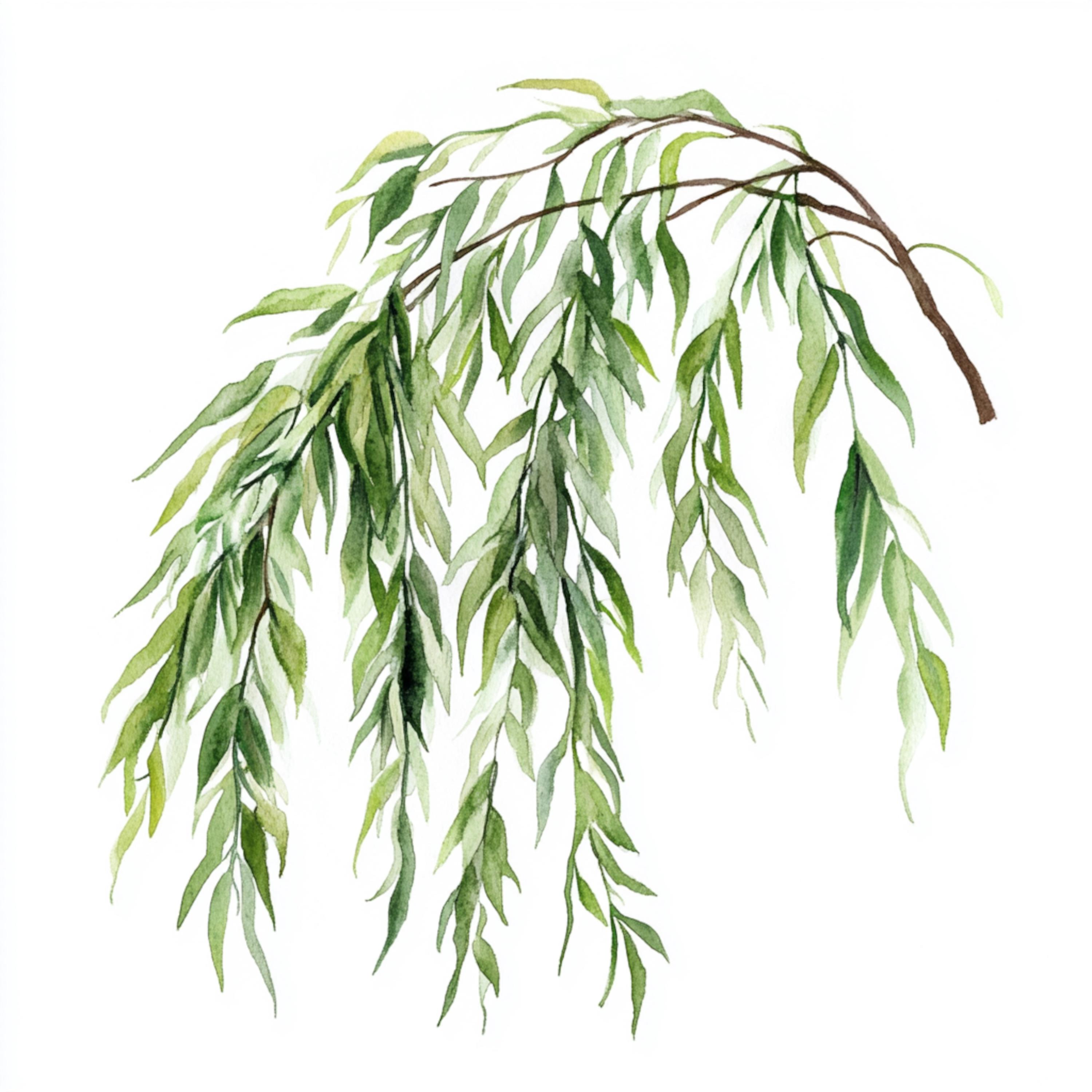 10 Printable Willow Branch, Watercolor Willow Leaves, Willow Art, Green ...