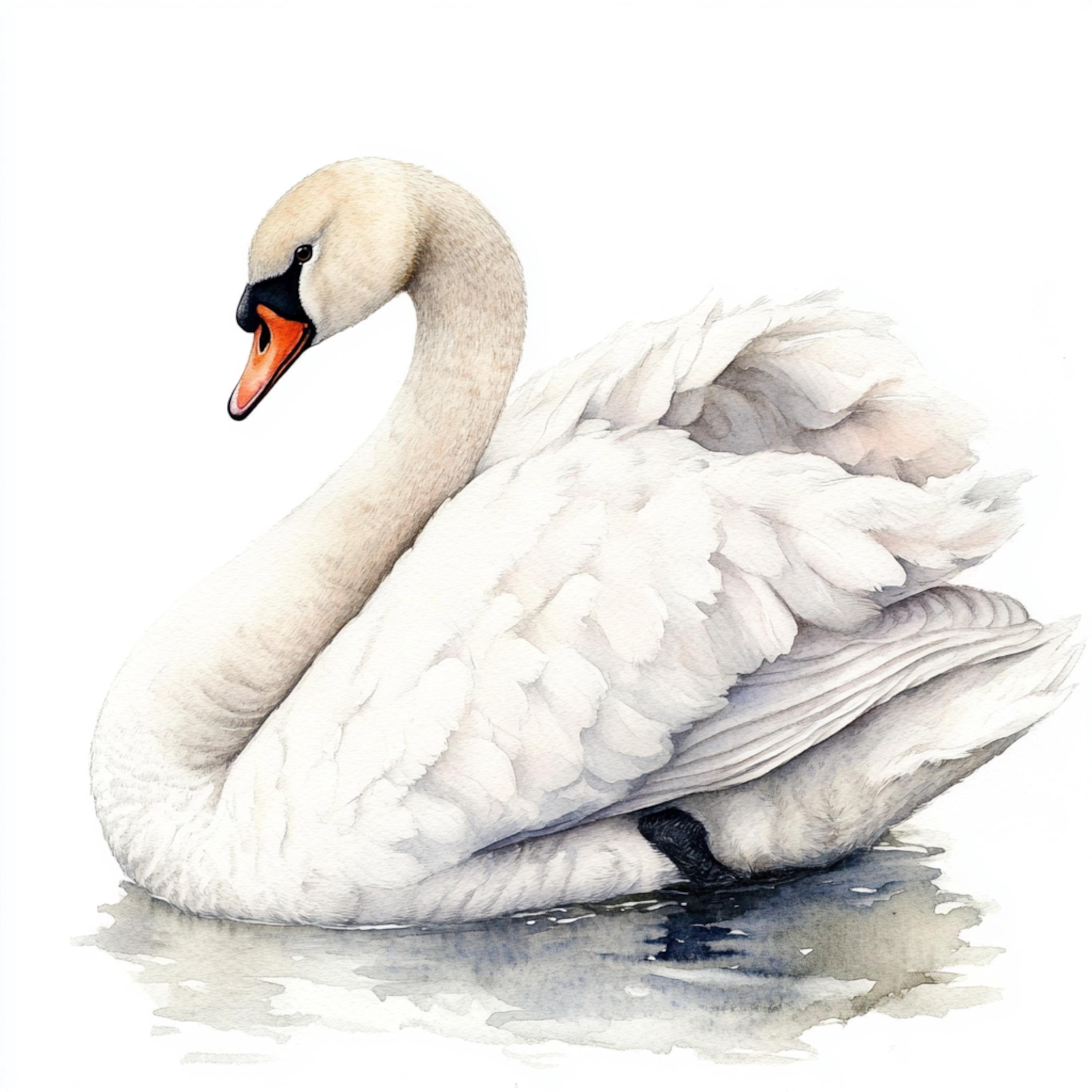 10 Printable Swan Clipart, Watercolor Swans, Cute Clipart, Wild Animal ...