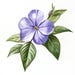 10 Printable Vinca, Watercolor Flowers, Purple Vinca Botanical Clip Art ...